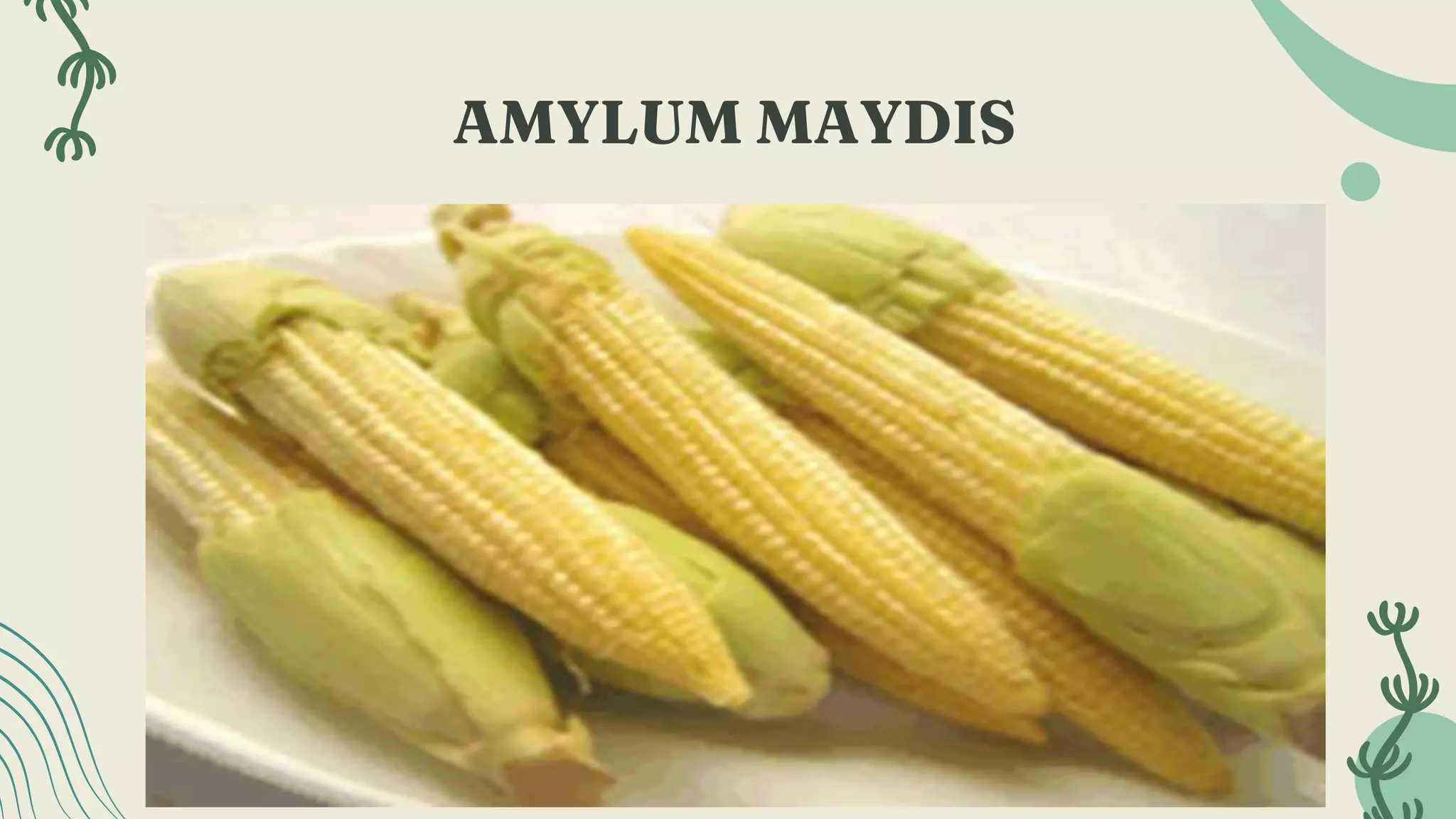 simplisia amylum.pptx