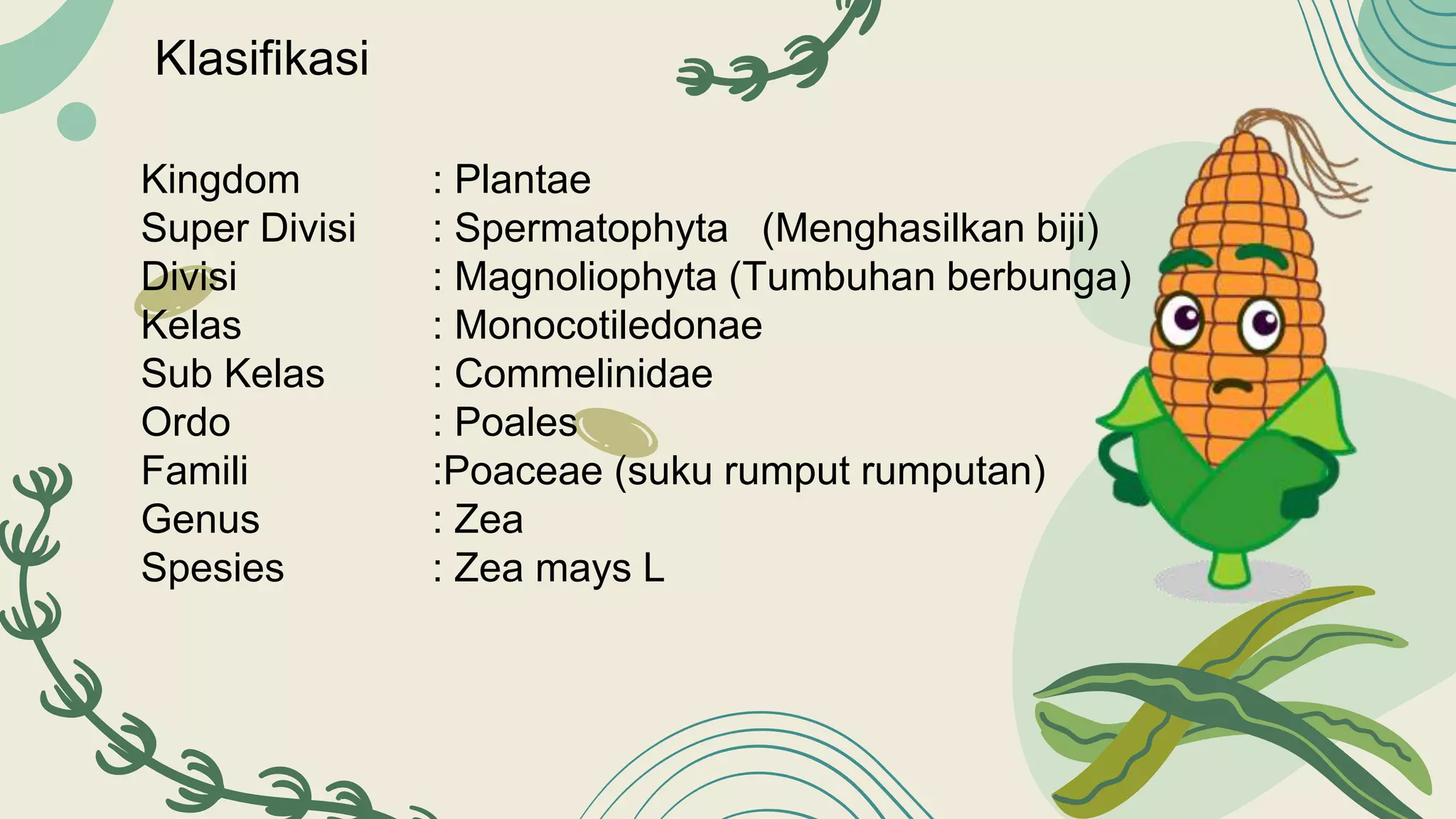 simplisia amylum.pptx