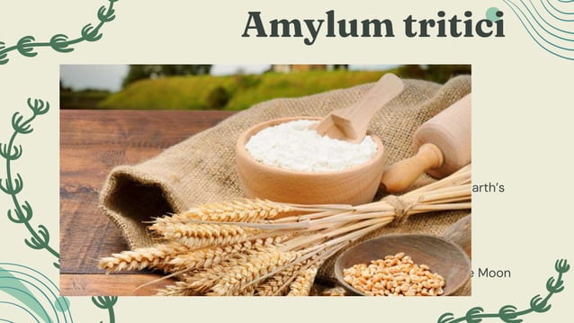 simplisia amylum.pptx