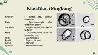 simplisia amylum.pptx