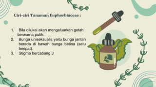 simplisia amylum.pptx