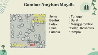 simplisia amylum.pptx