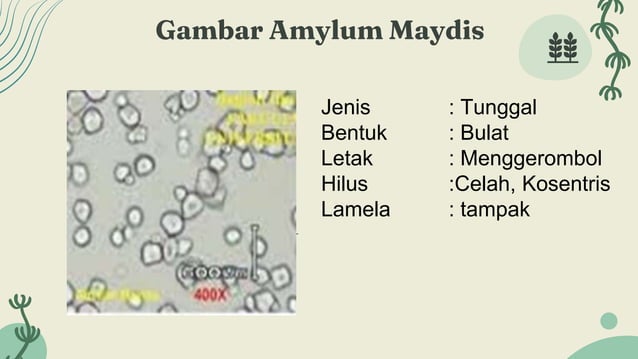 simplisia amylum.pptx