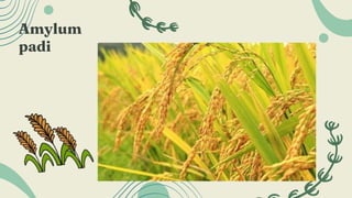 simplisia amylum.pptx