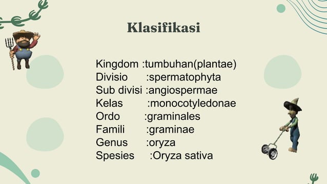 simplisia amylum.pptx