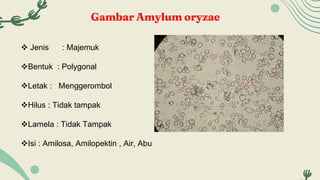 simplisia amylum.pptx