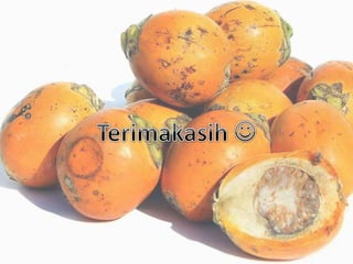 SIMPLISIA BIJI PINANG.pptx