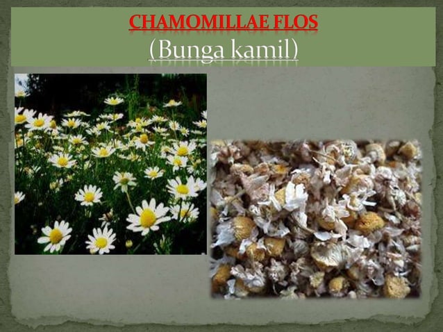 SIMPLISIA BUNGA (tugas kelompok 3).pptx