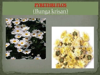 SIMPLISIA BUNGA (tugas kelompok 3).pptx