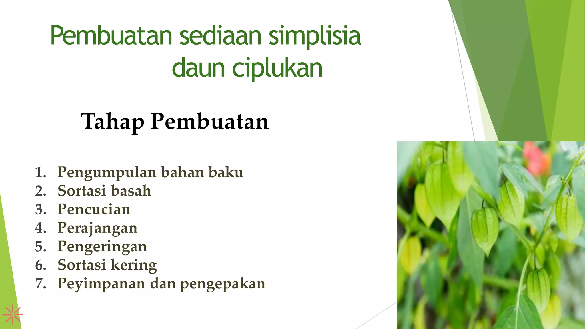simplisia ciplukan..pptx