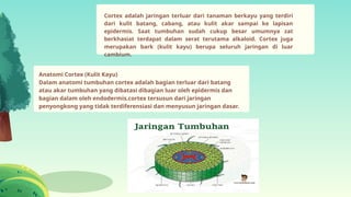 jenis jenis SIMPLISIA DAN karakteristik CORTEX | PPTX