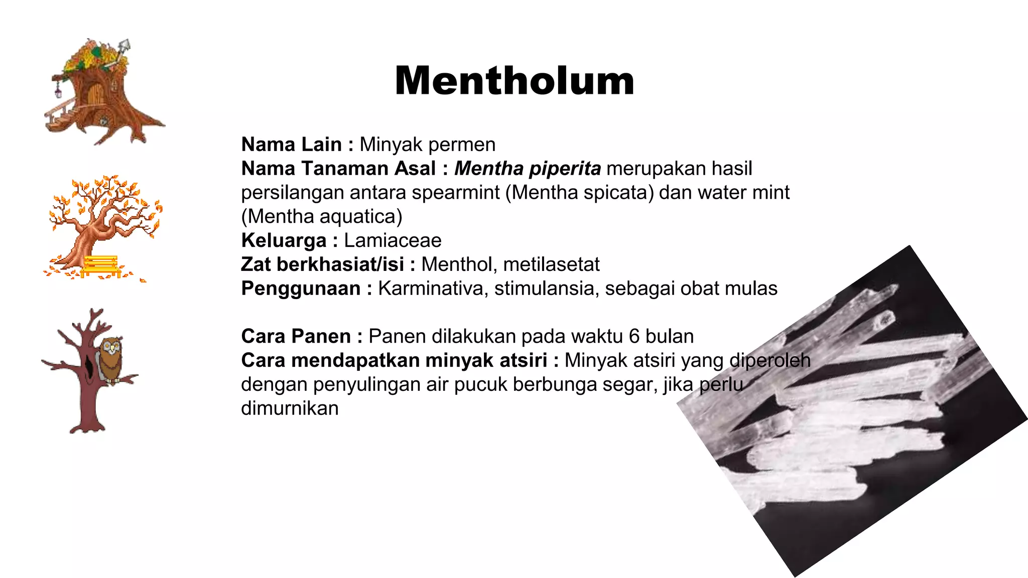 simplisia oleum.pptx