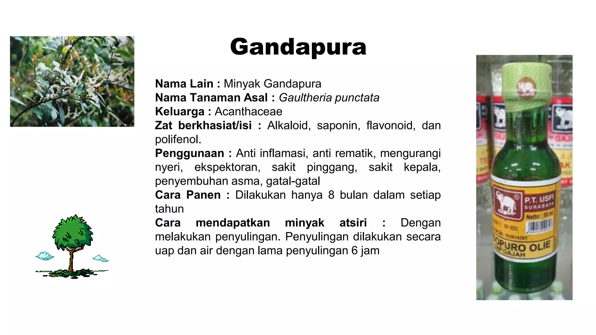 simplisia oleum.pptx