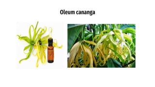 simplisia oleum.pptx