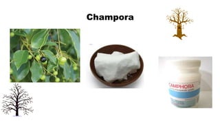 simplisia oleum.pptx