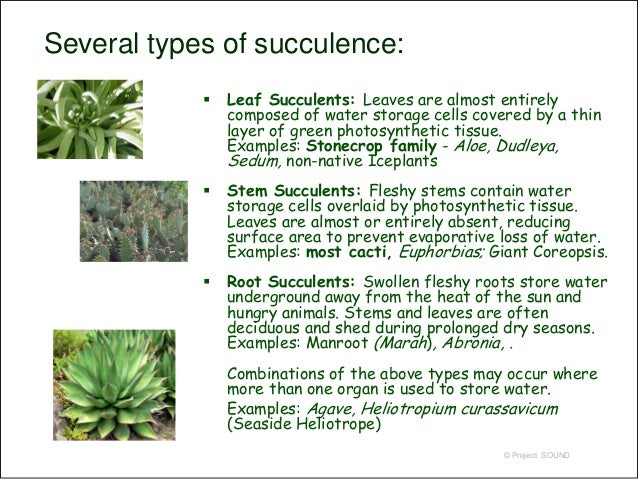 Succulent Classification Dry Fruit
