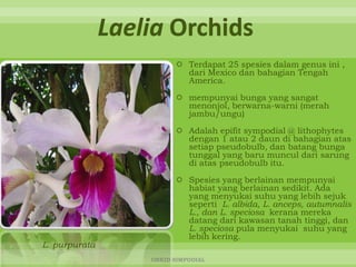 Simpodial orkid | PPT