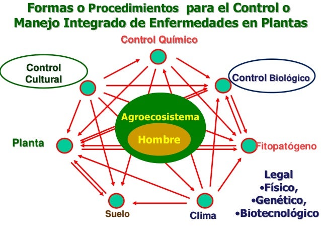 8. Manejo integrado de enfermedades en palto