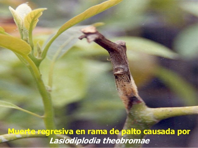 8. Manejo integrado de enfermedades en palto