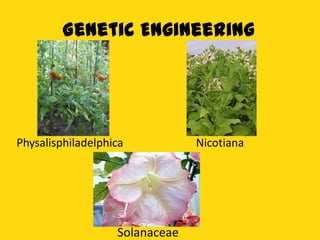 Simpsons science | PPT