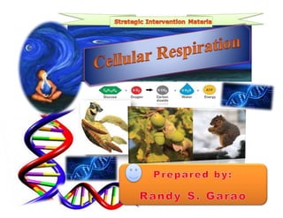Cellular Respiration (SIM) | DOCX | Chemistry | Science