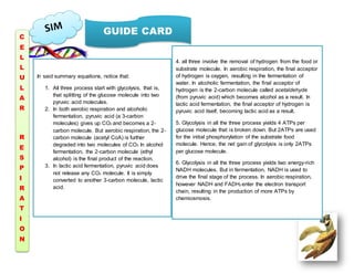 Cellular Respiration (SIM) | DOCX | Chemistry | Science