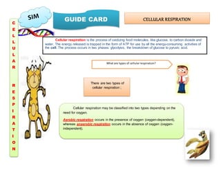 Cellular Respiration (SIM) | DOCX