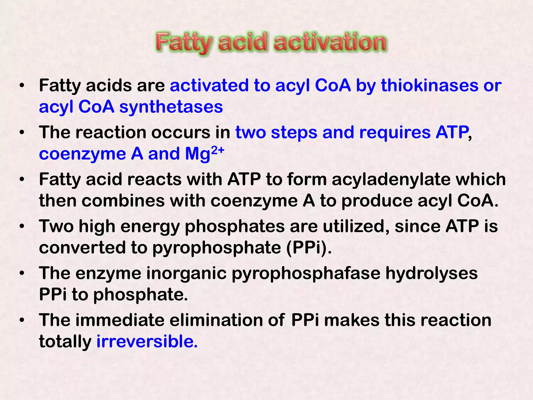 Beta-oxidation of fatty acids | PPTX