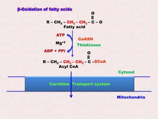 Beta Oxidation Pathway