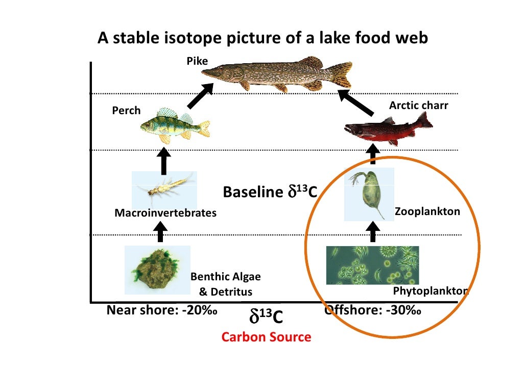 Predicting baseline d13C signatures of a lake food