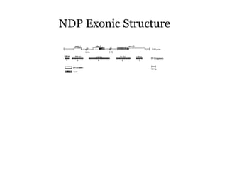 Norrie Disease: Historical Perspective | PPT