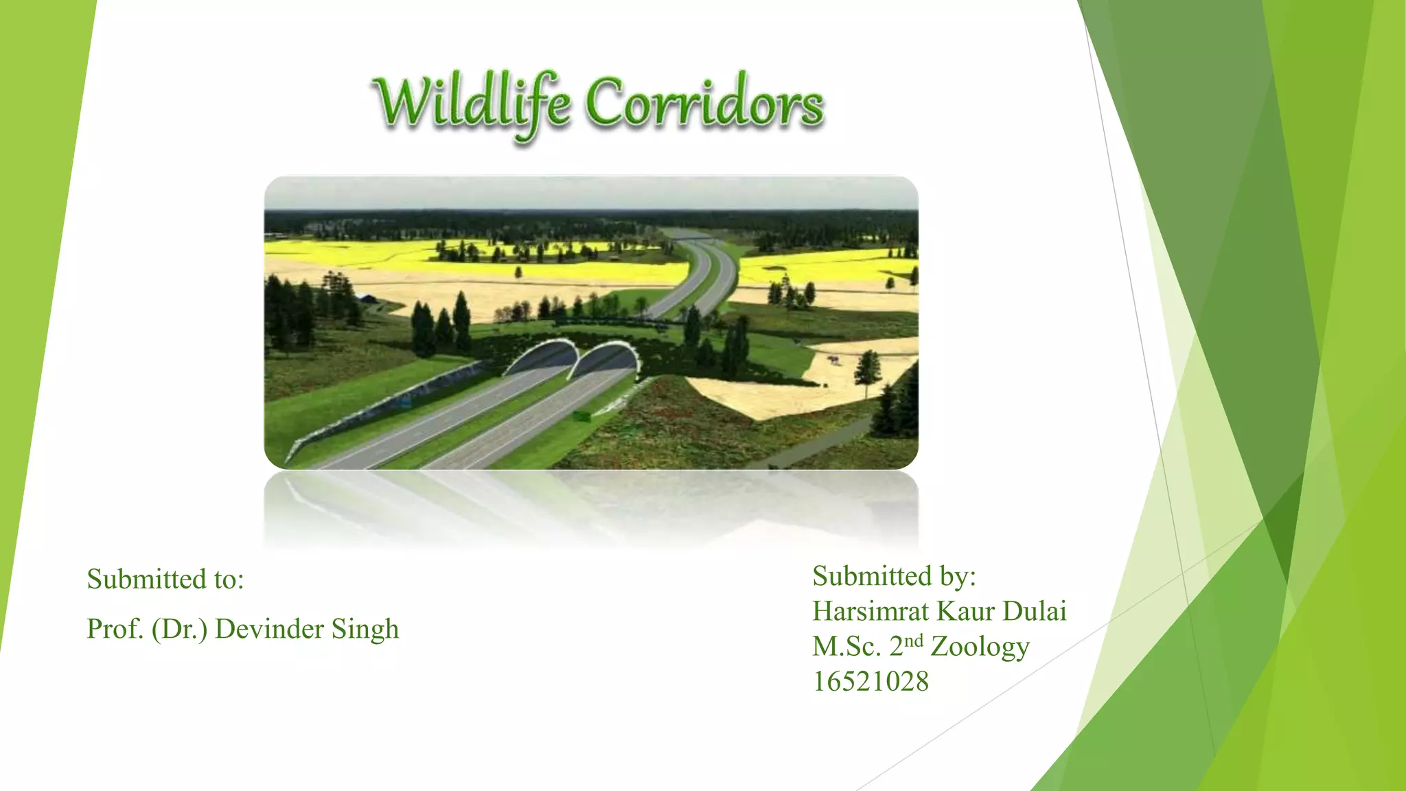 Wildlife Corridors | PPTX