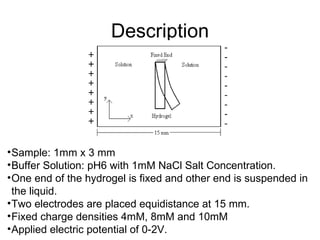 Simulation Of Hydrogel Micro Actuation | PPT