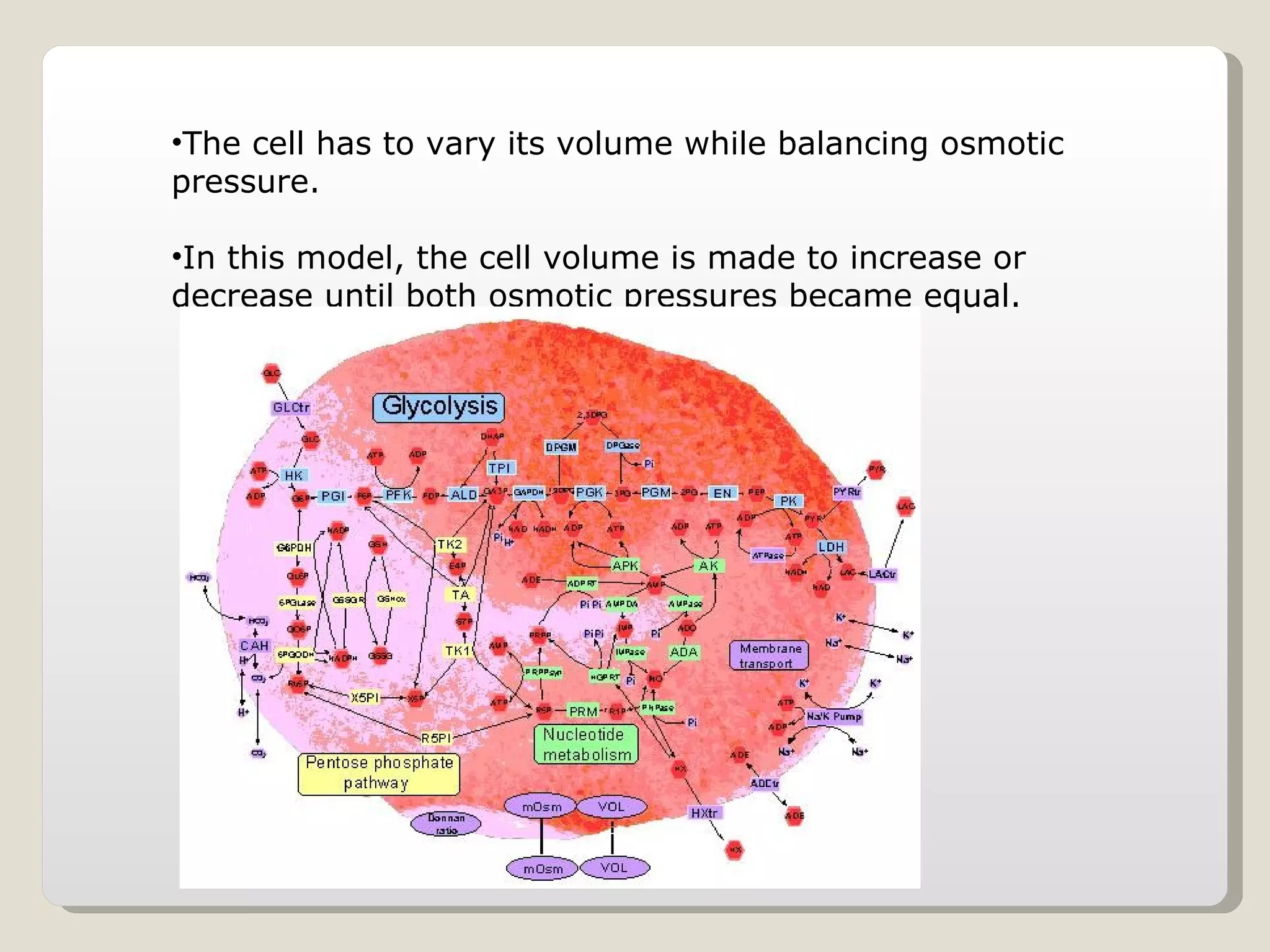 Simulation Of Metabolic Processes | PPT