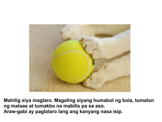 Si muning ang_kuting | PPT