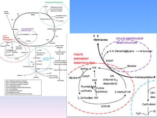 Si̇nan beksaç | PDF