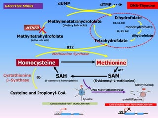 Si̇nan beksaç | PDF
