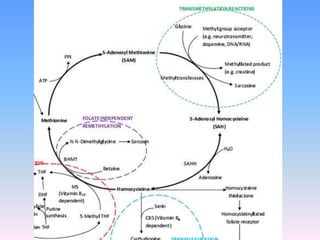 Si̇nan beksaç | PDF