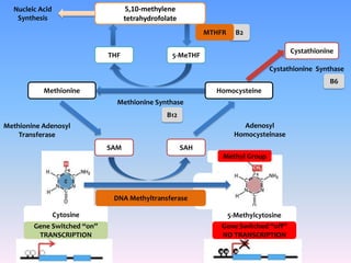 Si̇nan beksaç | PPT