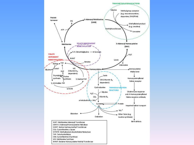 Si̇nan beksaç | PPT