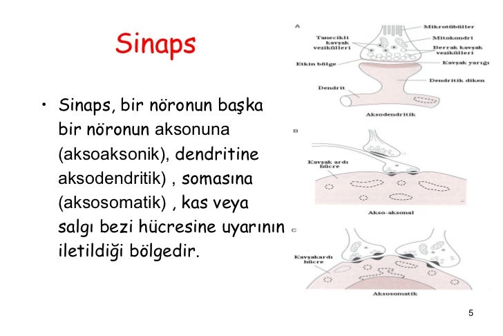 Sinaps
