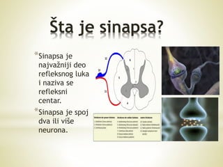 Sinapsa ili-nervni-centar (1) | PPTX