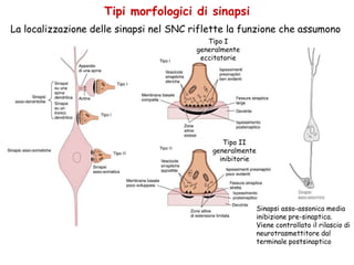 Sinapsi centrali ed integrazione sinaptica m | PDF