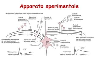 Sinapsi centrali ed integrazione sinaptica m | PDF