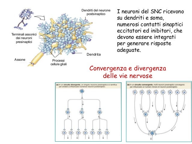 Sinapsi centrali ed integrazione sinaptica m