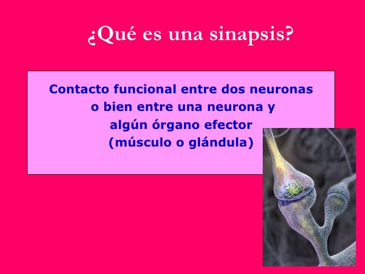 Sinapsis