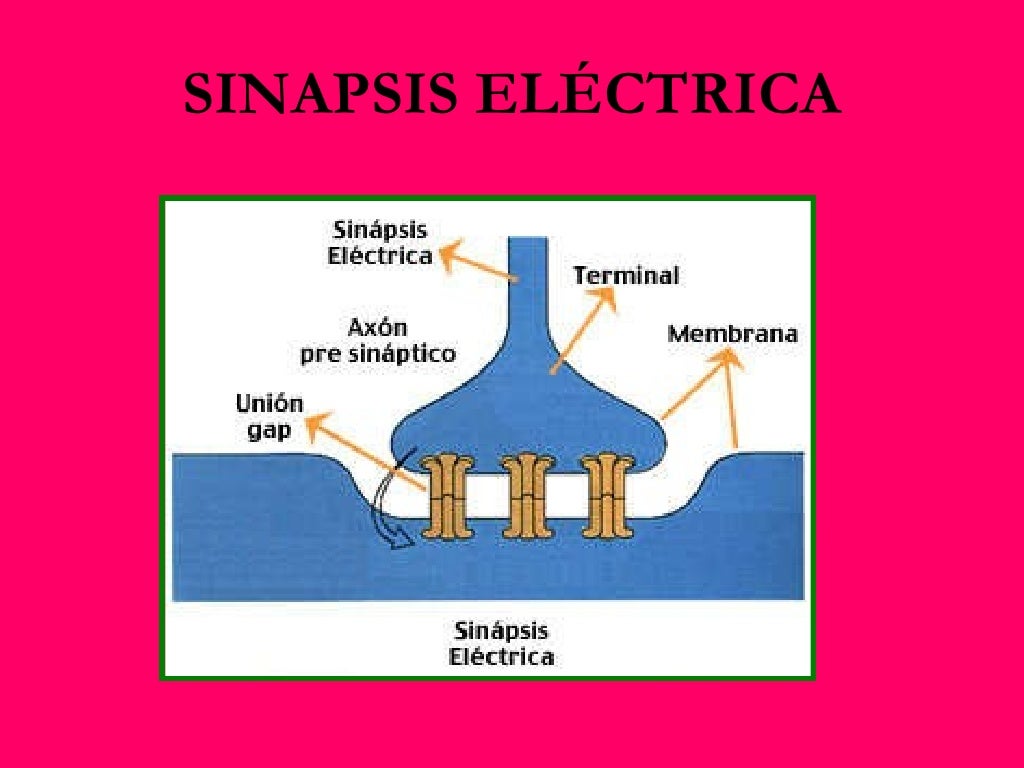 Sinapsis