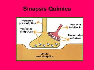 Sinapsis Biologia | PPT
