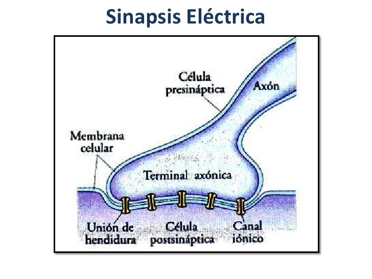 Sinapsis