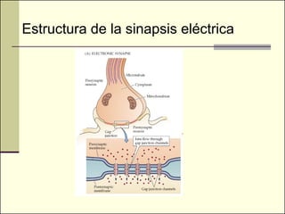 Sinapsis | PDF